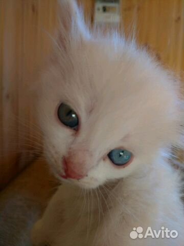 Кошечка с разноцветными глазками