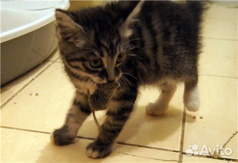 Котята,знающие вкус мышей от родителей крысыловов