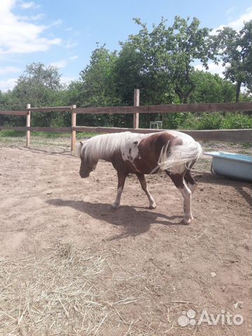 Пони продажа,обмен