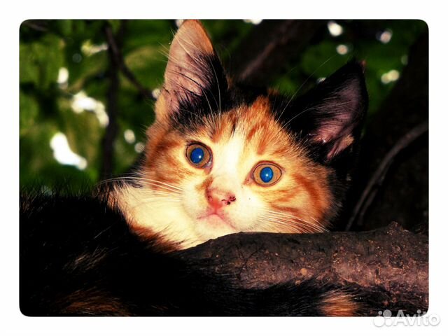 Котенок девочка четырехцветная. Камыши