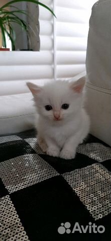 Кошечка Глэми в добрые руки