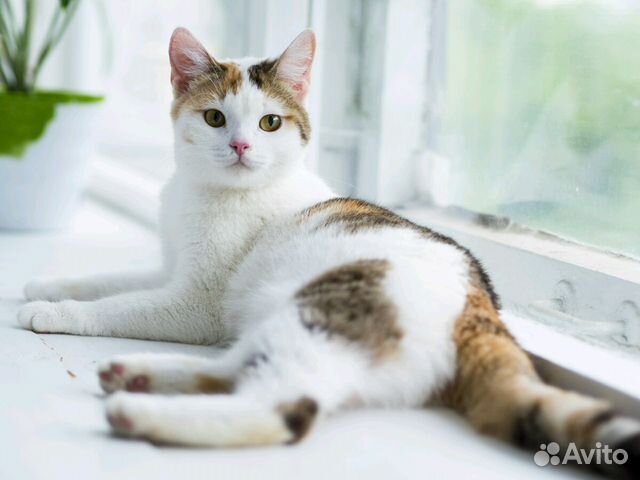 Николь в добрые руки