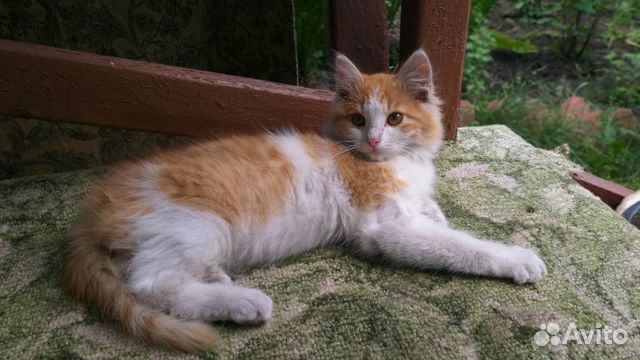 Отдам котенка в добрые руки