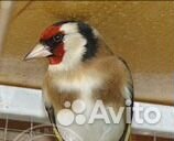 Щегол мальчик бесплатно в добрые руки