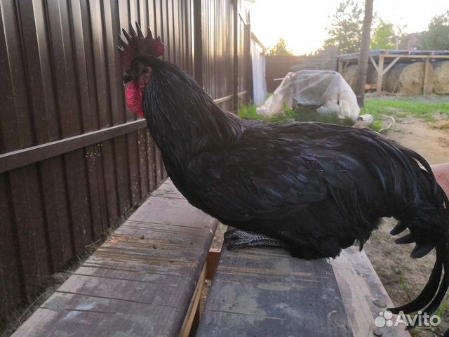 Петух Ухейилюль