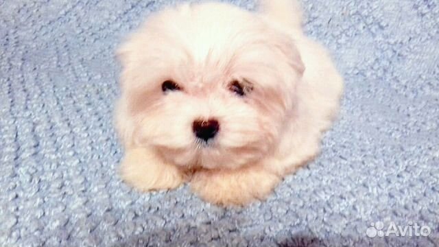 Красивые щеночки Итальянские болонки