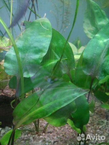 Роголистник