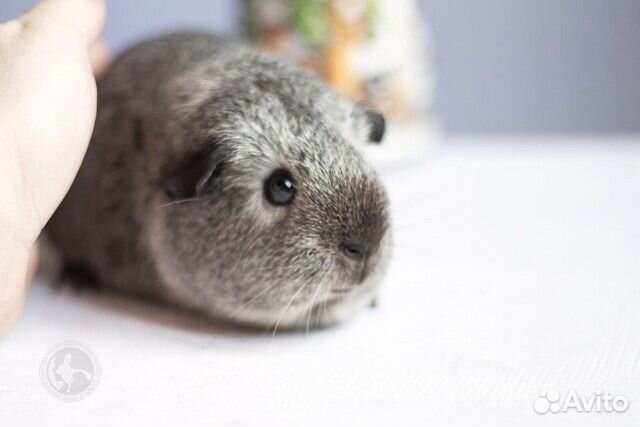 Морская свинка сиамская серебристая шиншилла