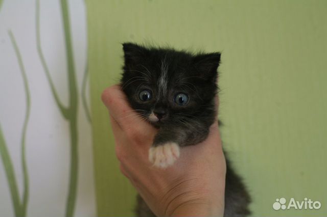 Котёнок Бурундук ищет дом