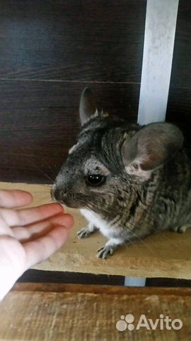 Шиншиллы мальчик и девочка