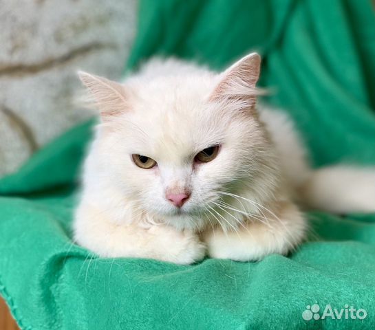 Белла ищет дом