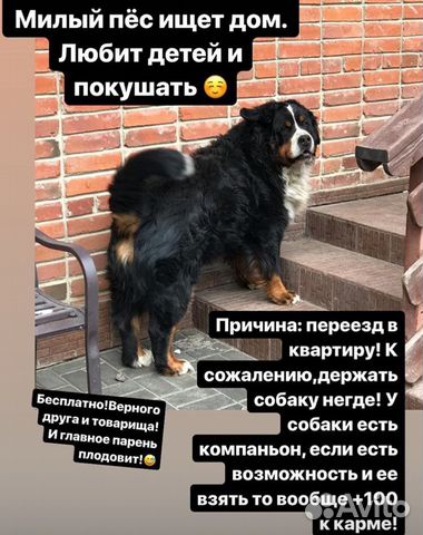 Собака Бернский зенненхаунд