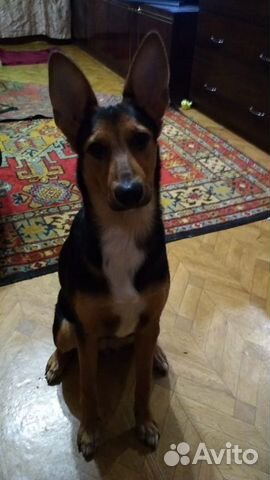 Чем не доберманчик