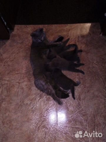 Котята шотладнские вислоухие и прямоухие