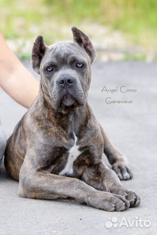 Кане Корсо Женевьева