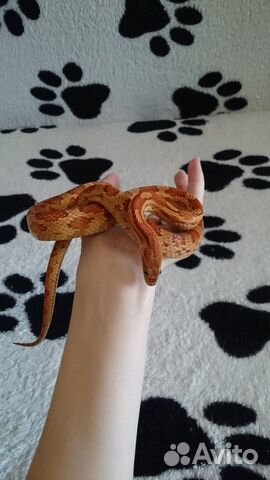 Маисовый полоз