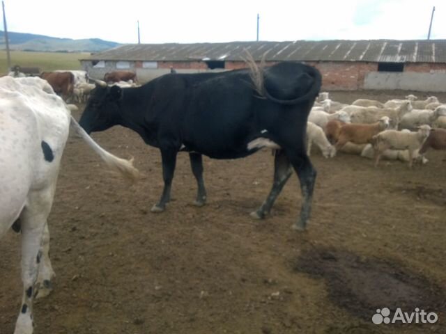 Коровы коровы на мясо, коровы дойные, телки
