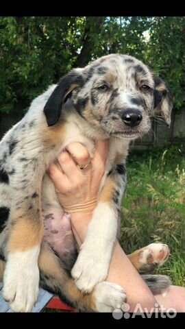 Мраморный щенок, кобель2,5 мес