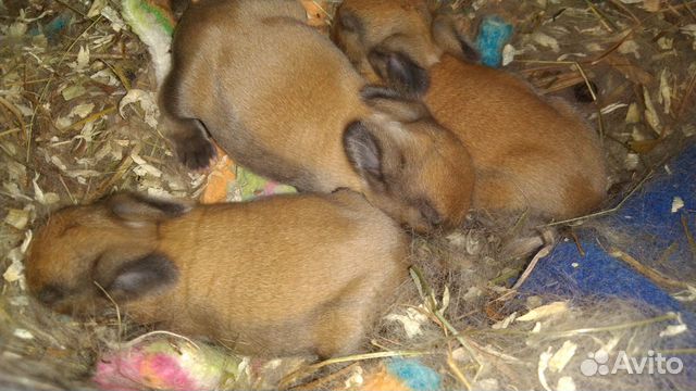 Декоративные крольчата