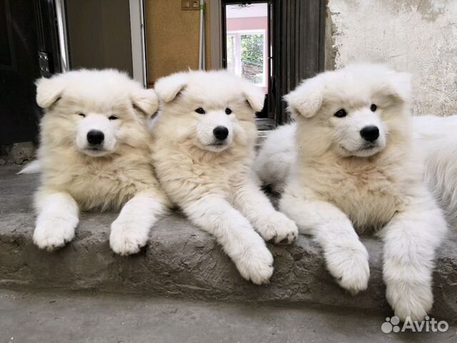 Продам щенков Самоедов