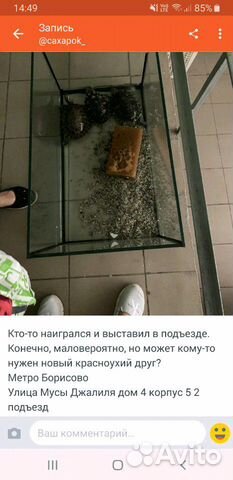 Черепахи в дар