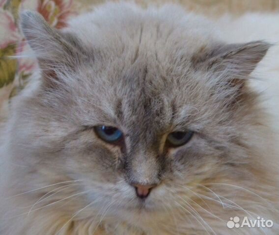Шикарный кот