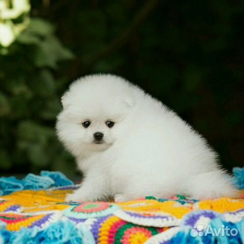 Полярный мишка