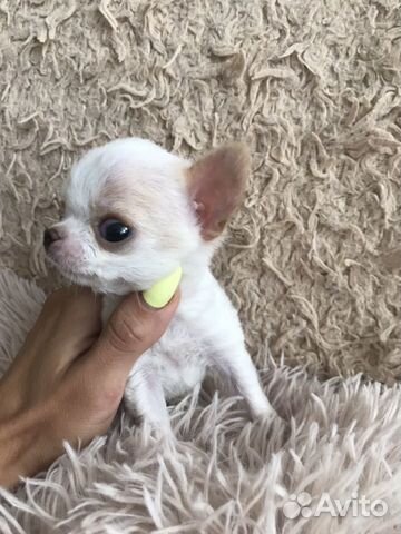 Девочка чишка просто красотка