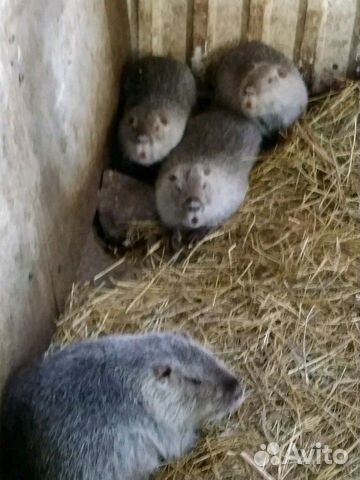 Нутрии серебро "семья"