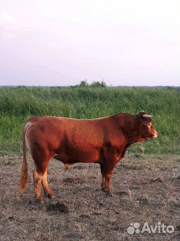 Бык на племя