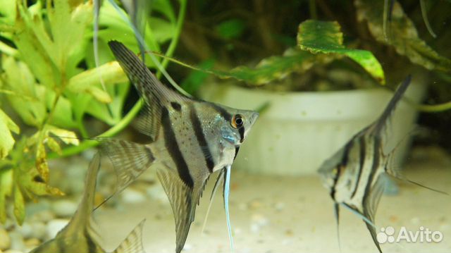 Рио Нанай (Перуанский Альтум)