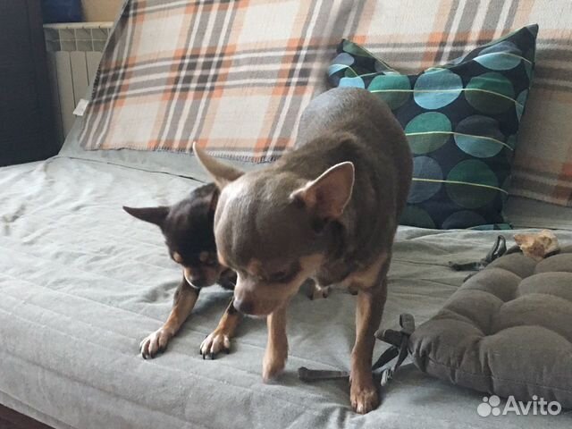 Щенок чихуахуа лиловый мальчик