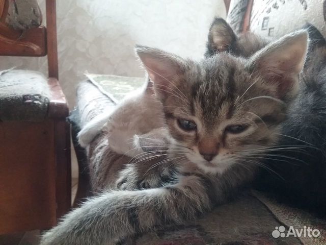 Страшненькая, но очень добрая котеечка мелкая