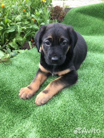 Щенок, девочка, 2,5 месяца, стерилизованная, щенки