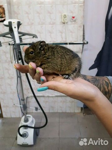 Белочка Дегу