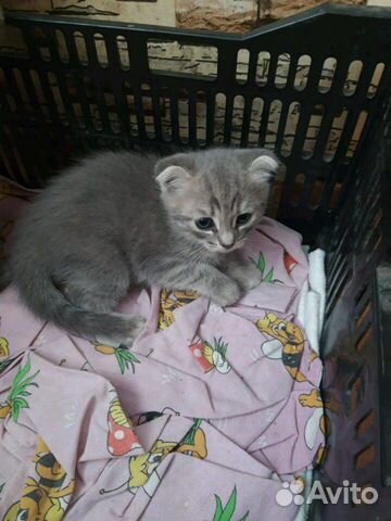 Котята