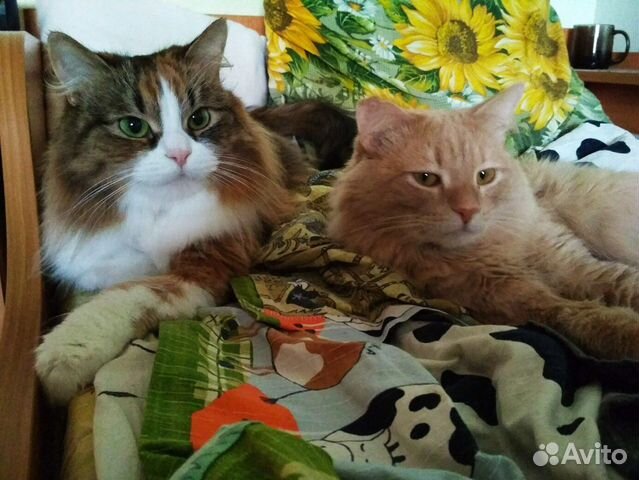 Кот и кошки ищут дом. Помогите пристроить