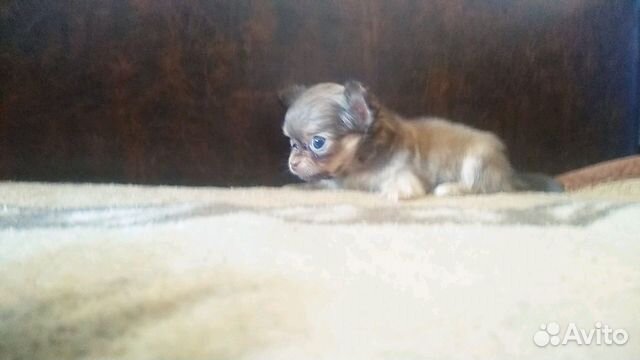 Очаровшки супер мини чихуахуа