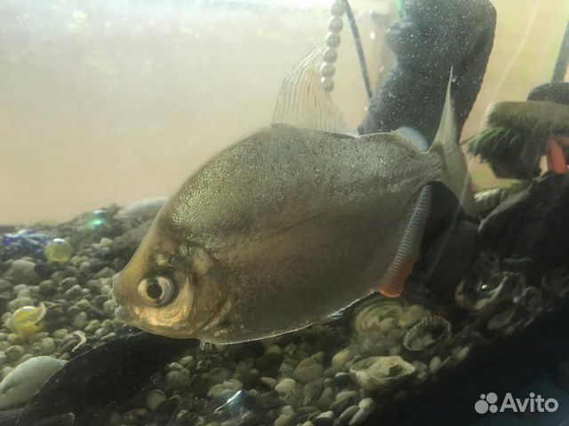 Паку (травоядные пираньи)