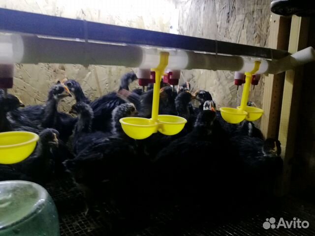 Цыплята Синь Синь Дянь