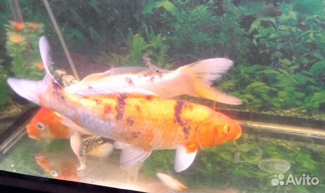 Взрослые карпы (2) и парчовый сом