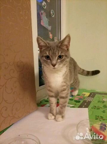 Домашняя кошечка в дар