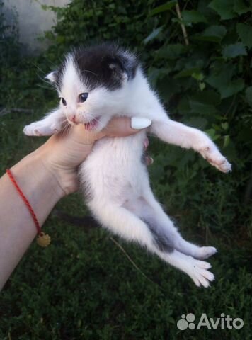 Котята ищут уютный дом