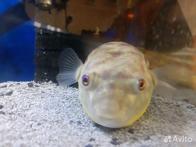 Тетрадон фахака