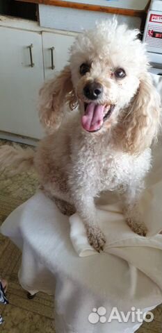 Отдаются два пуделя