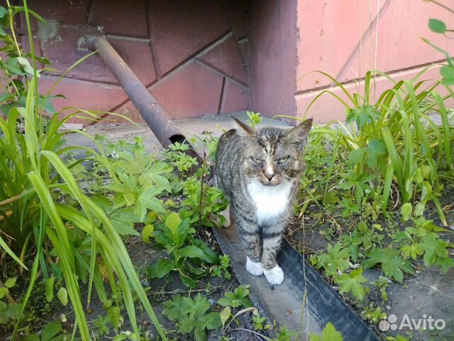 Хороший котейка