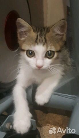 Котёнок в добрые руки(девочка 2 мес.)