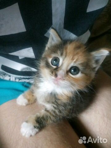 Котенок мейнкун