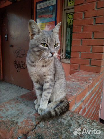 Молодой кот ищет семью