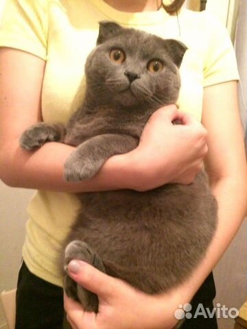 Кот вислоухий британец